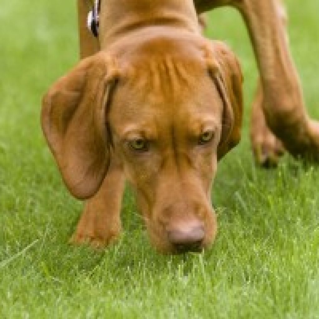 How Dogs Are Trained In Scent Detection | GreenLeaf Pest Control