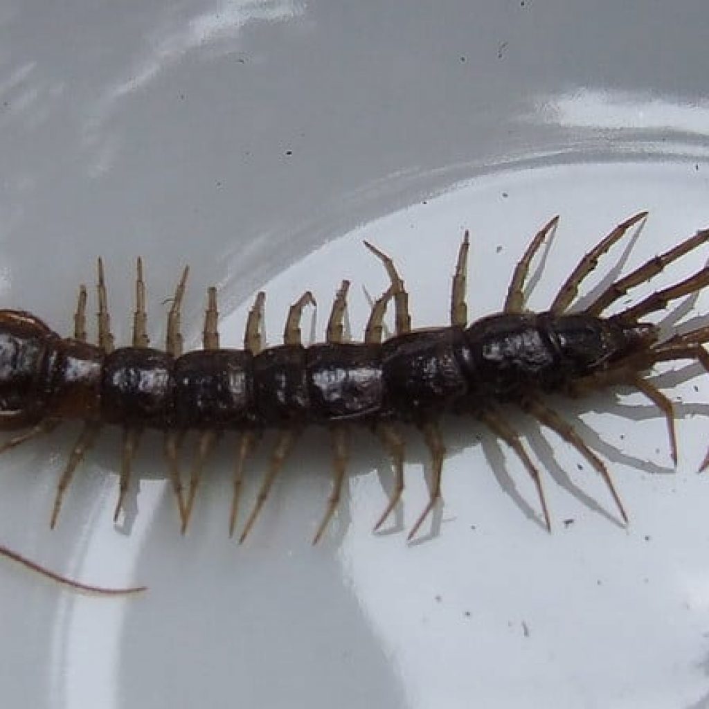 The 7 Worst Summer Pests & How to Prevent Them | GreenLeaf