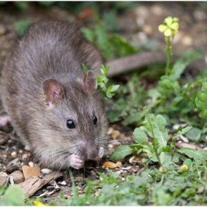 Your Summer Gardening May Be Welcoming Rats in Your Backyard