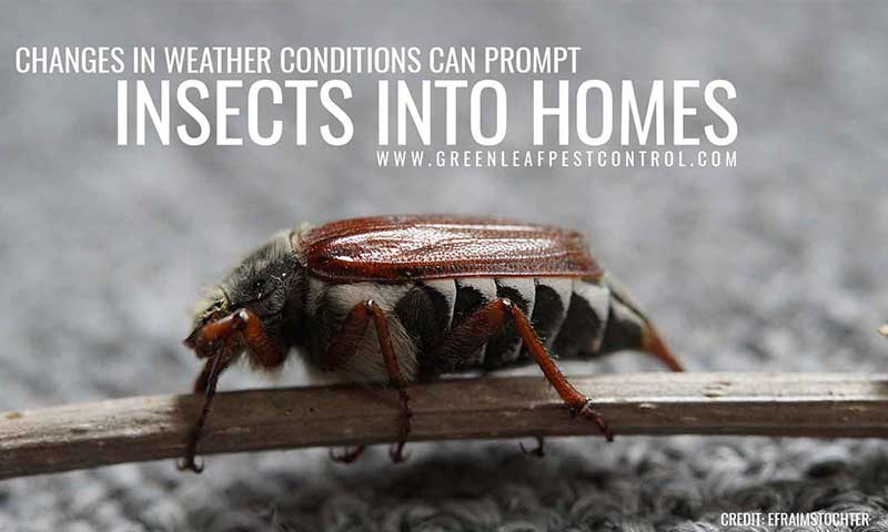 The Importance Of Proactive Pest Management Greenleaf