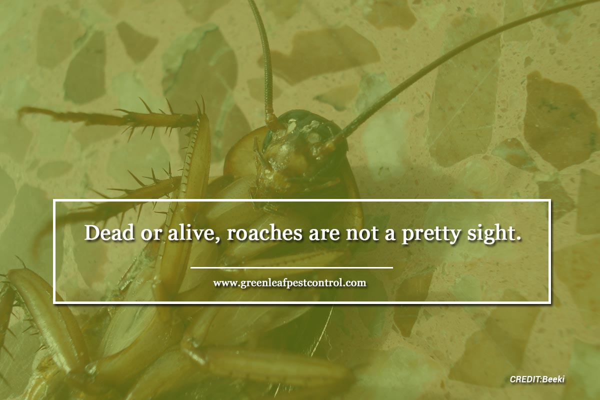 Keep Cockroaches Out: 8 Tips to Avoid Infestation | GreenLeaf