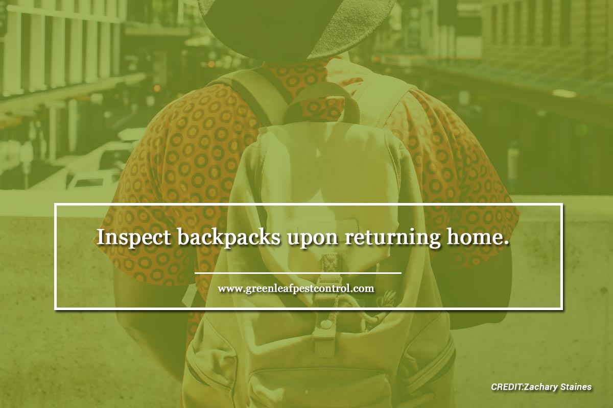 Keep Cockroaches Out: 8 Tips to Avoid Infestation | GreenLeaf