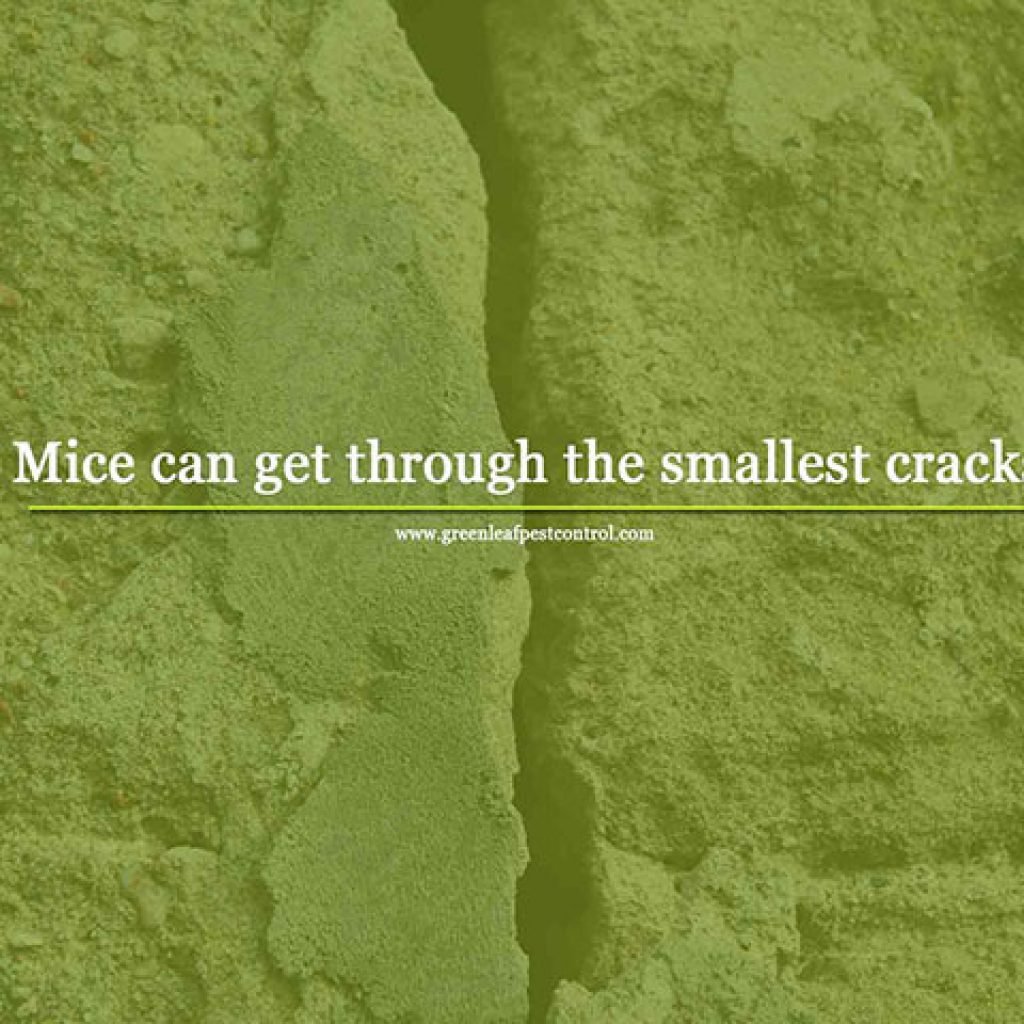 Tips for Mouse Season: How to Prevent Infestation