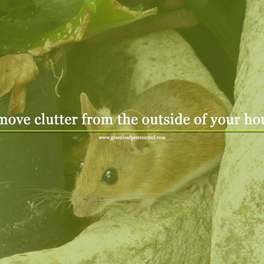 Tips for Mouse Season: How to Prevent Infestation