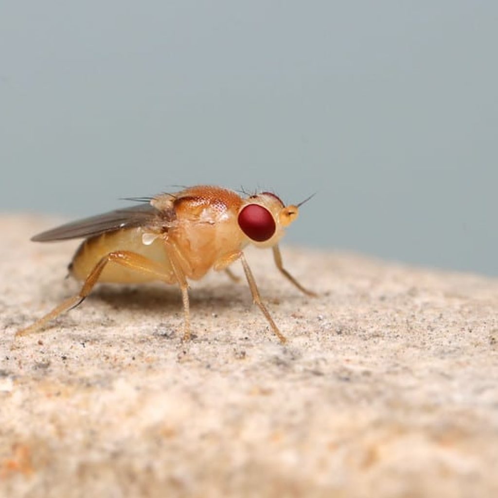 Tips for Fighting off Fruit Flies | GreenLeaf Pest Control