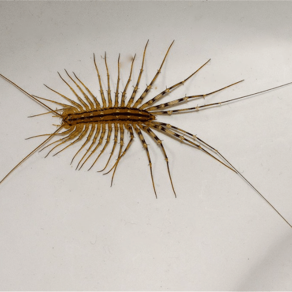 Crawling Insects Identification & Prevention | GreenLeaf