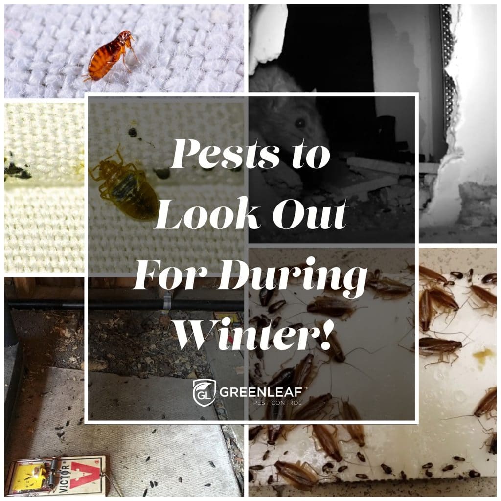 5 Indoor Pests to Look Out For During Winter 2021 | GreenLeaf