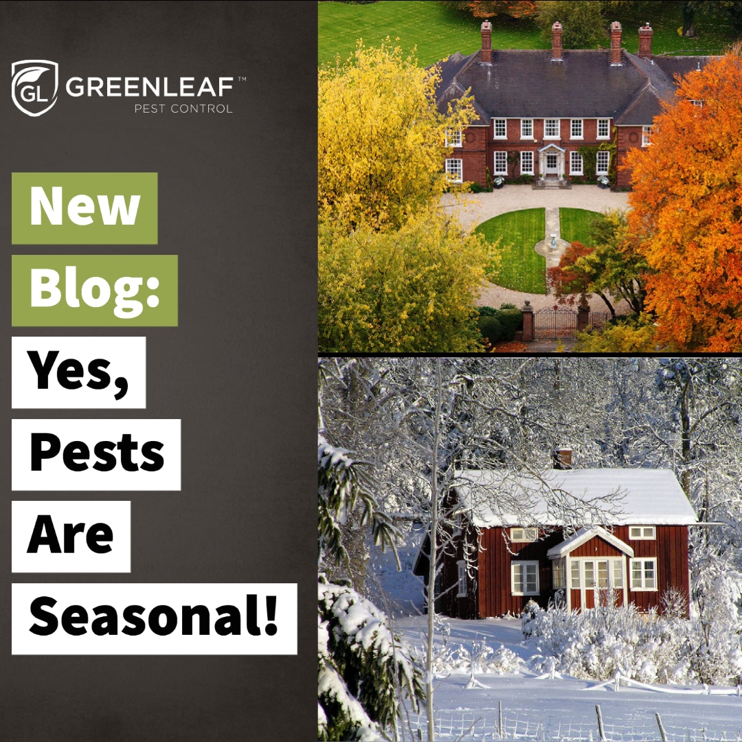 Occasional Invaders: Yes, Pests Are Seasonal | GreenLeaf