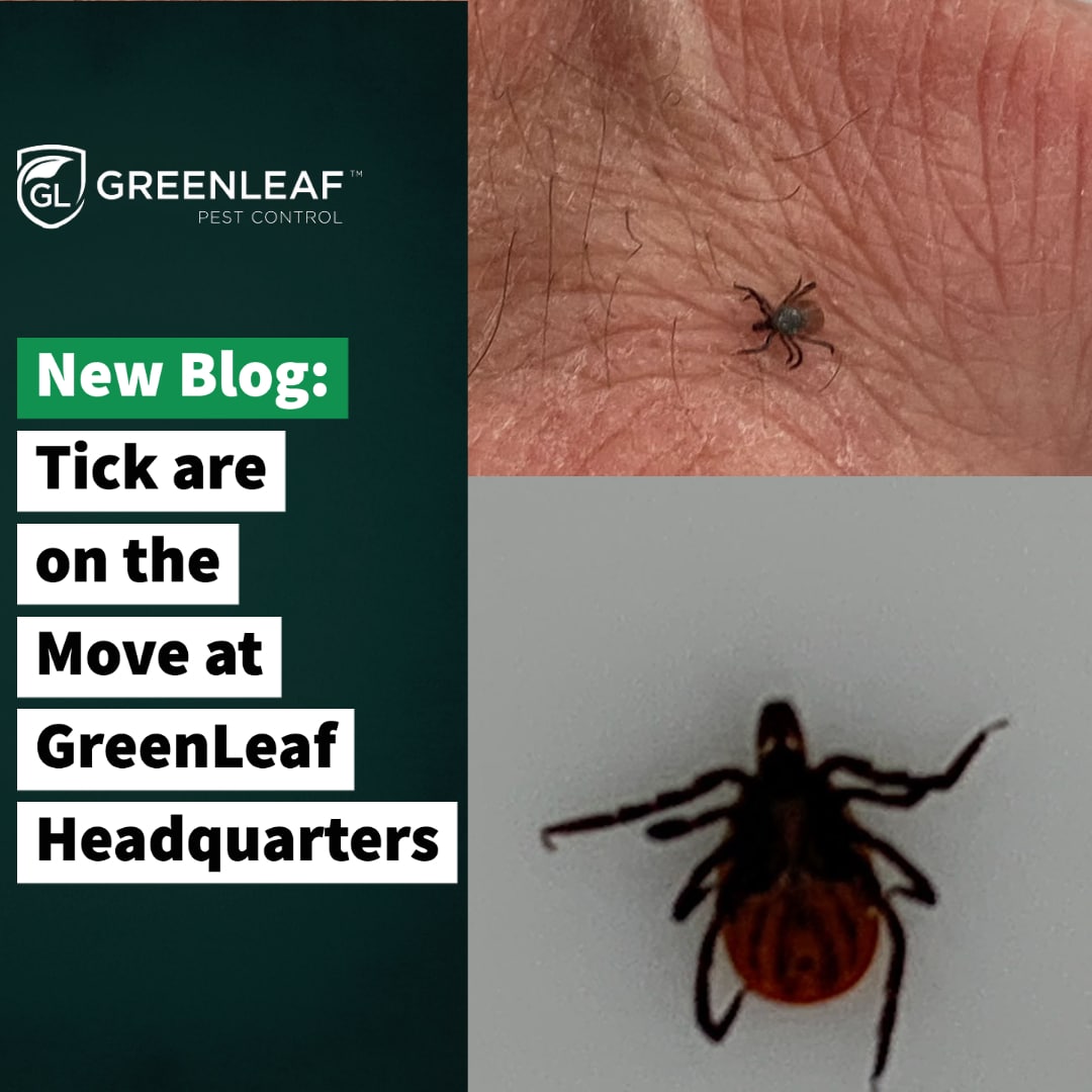 Ticks Are On The Move: Tick Prevention Tips | GreenLeaf