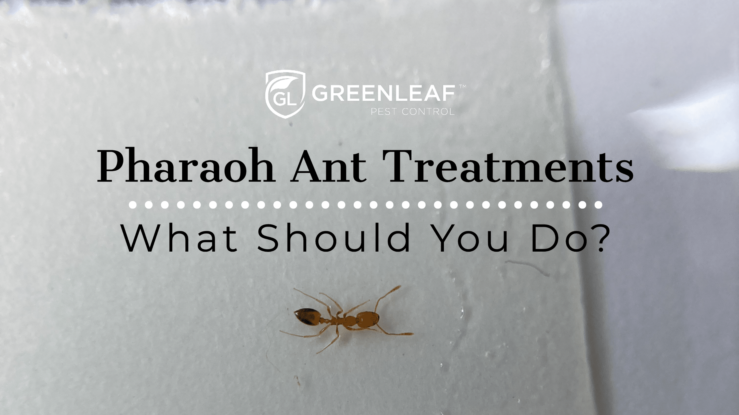 Pharaoh Ant Treatment: What Should You Do? | GreenLeaf