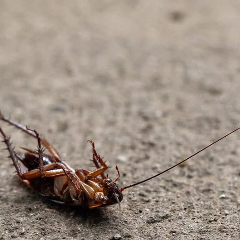 Cockroaches Are the Last Pest You Want Inside Your Home