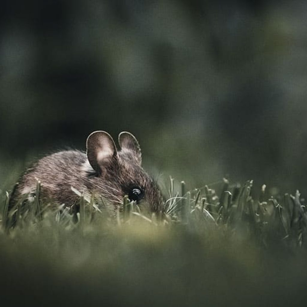 Rodents in the Home Are the Last Thing You Want
