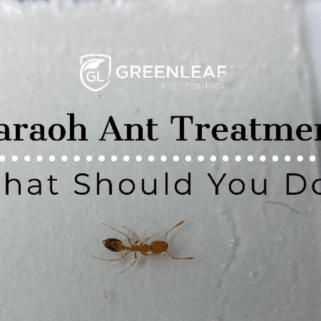 Pharaoh Ant Treatment: What Should You Do? | GreenLeaf