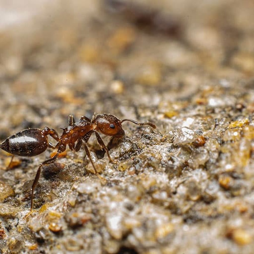There Are More Types of Ant Species Than You May Realize