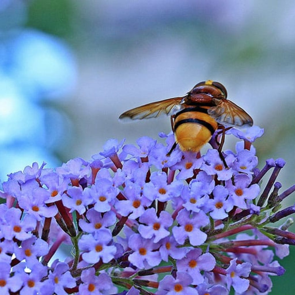 Nothing Can Ruin a Backyard Hangout Like a Wasp Bite