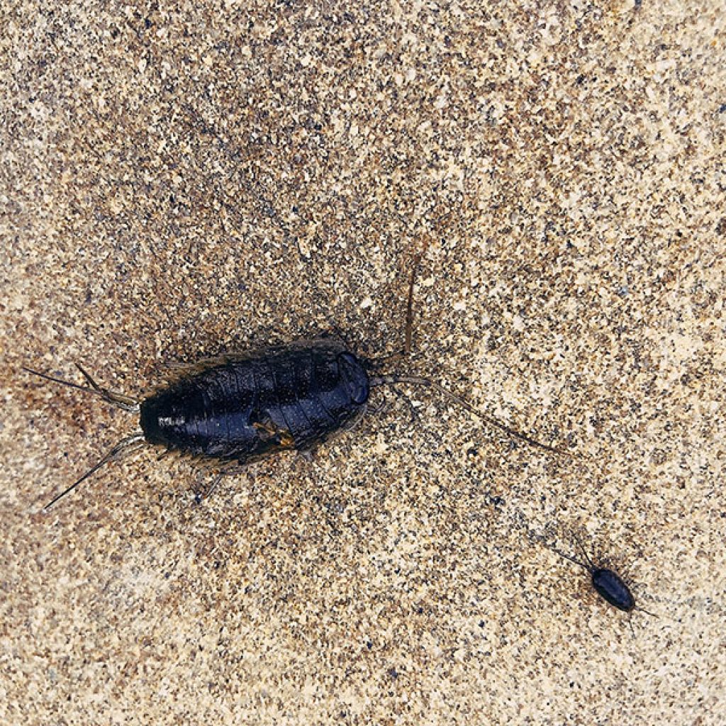 Identifying Roach Eggs Helps You Spot An Infestation Sooner