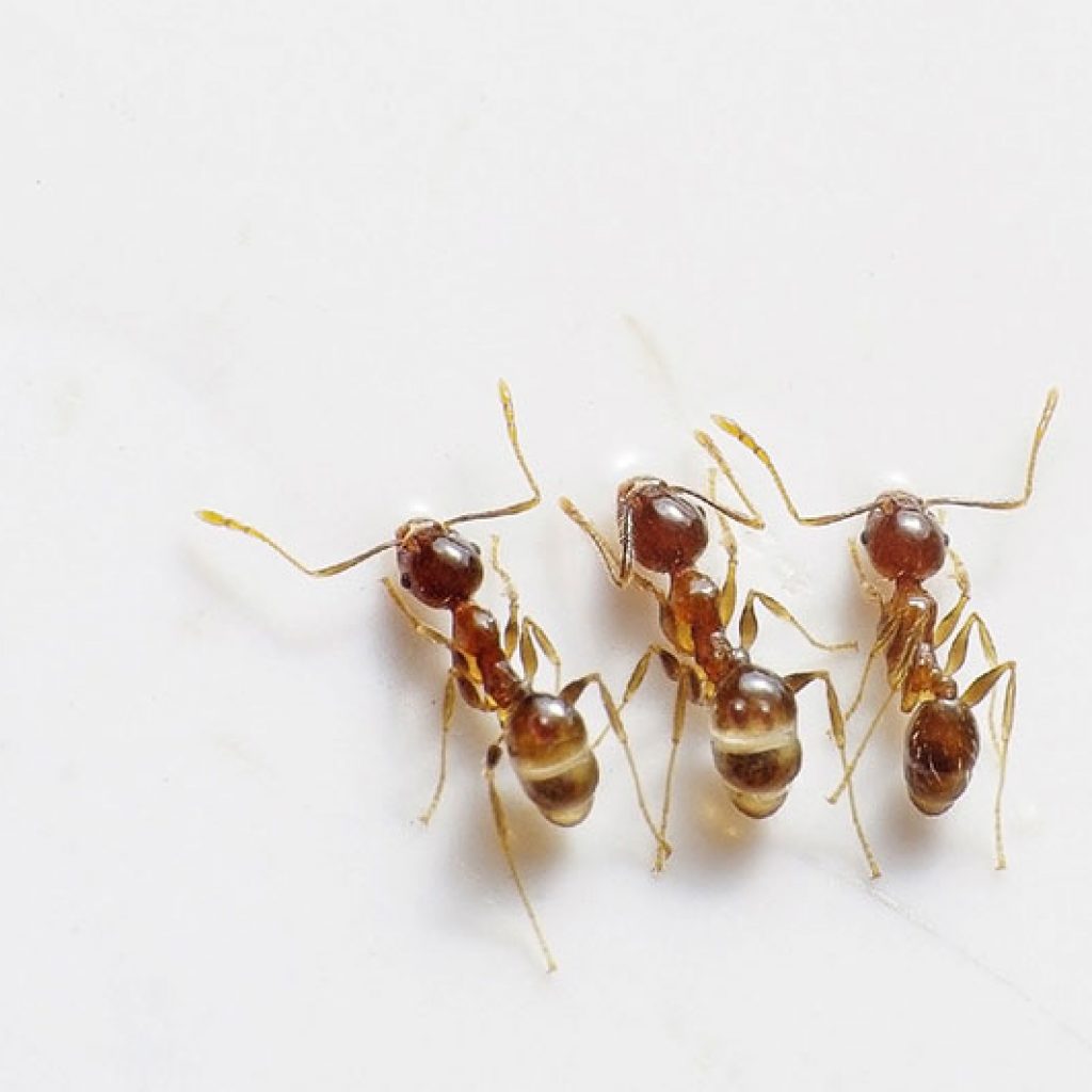 Guide to Effective Pharaoh Ant Control in Schools & Offices