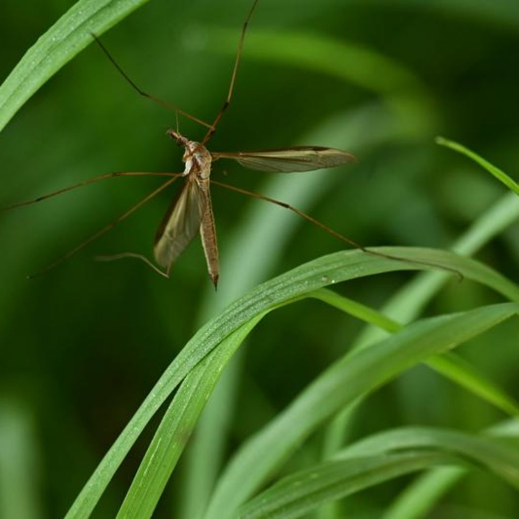 How to Control Mosquitoes in Your Yard | GreenLeaf Pest Control